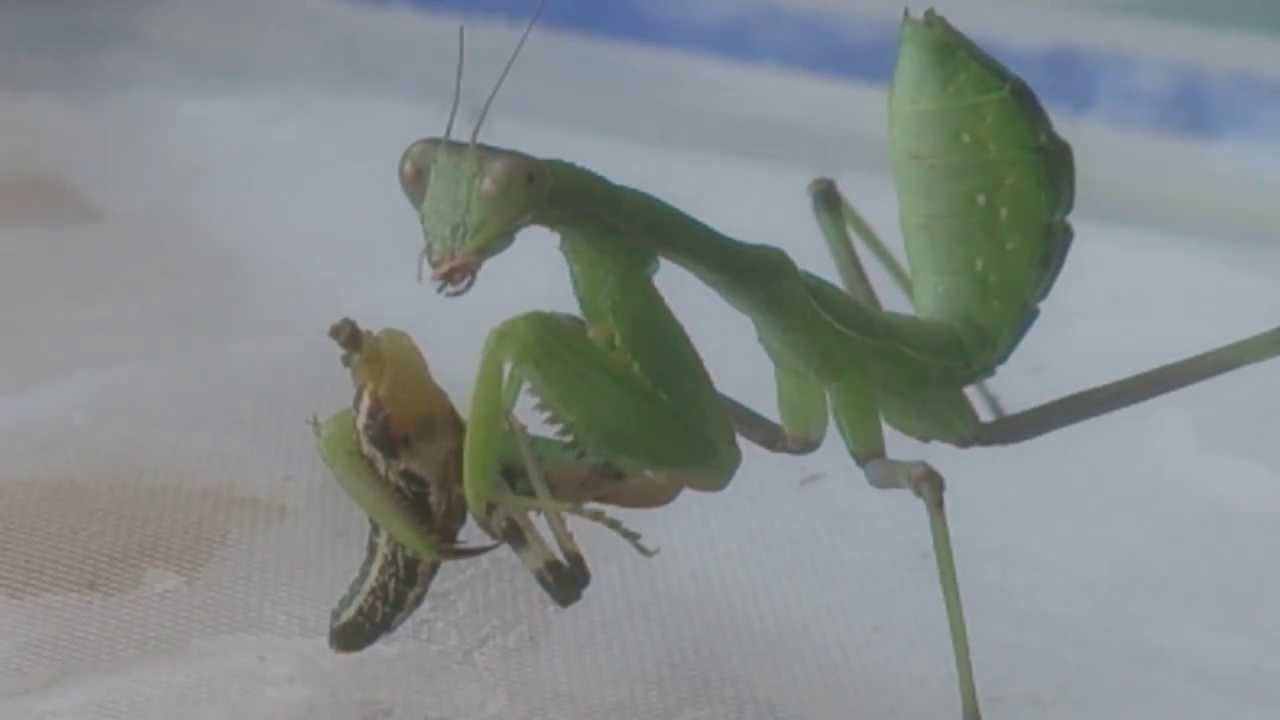 Praying Mantis feeding. - YouTube