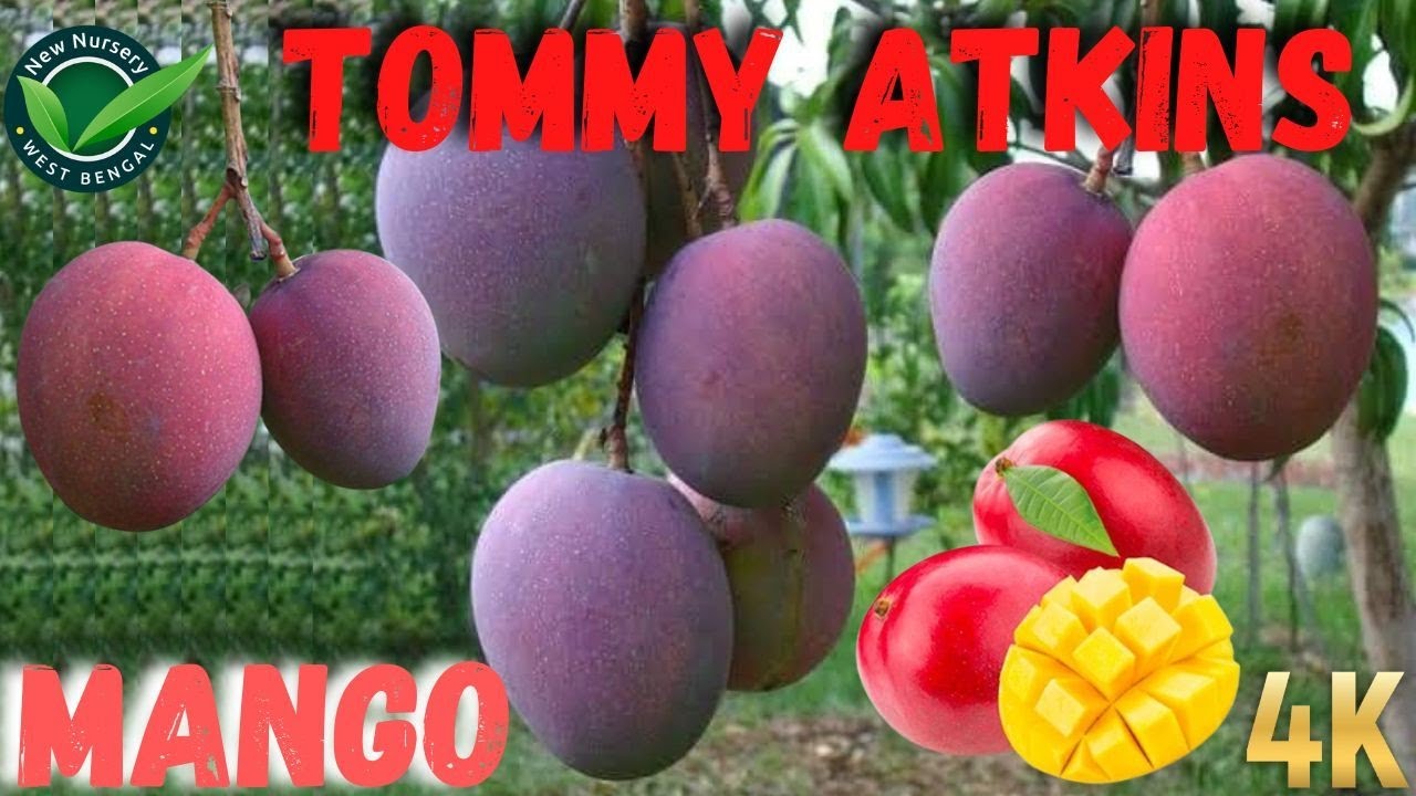 Tommy Atkins | Purple & Red Mango |World's Best Mango Varieties |New ...