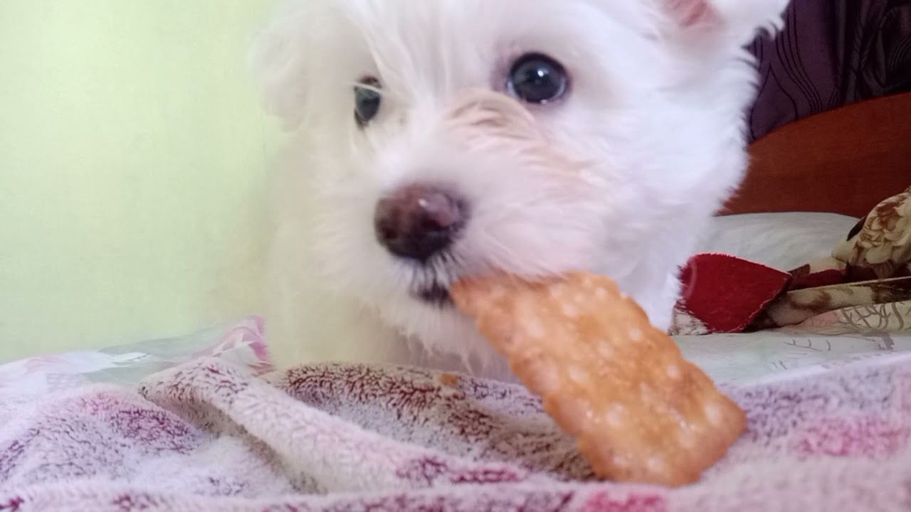 ASMR Dog Eating Biscuit - YouTube