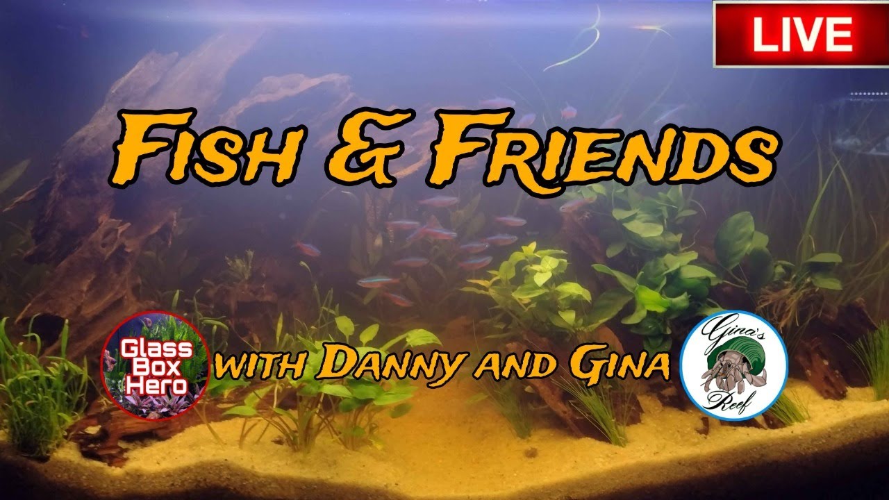 Fish & Friends with Gina and Danny | Season 3, Episode 30 - YouTube