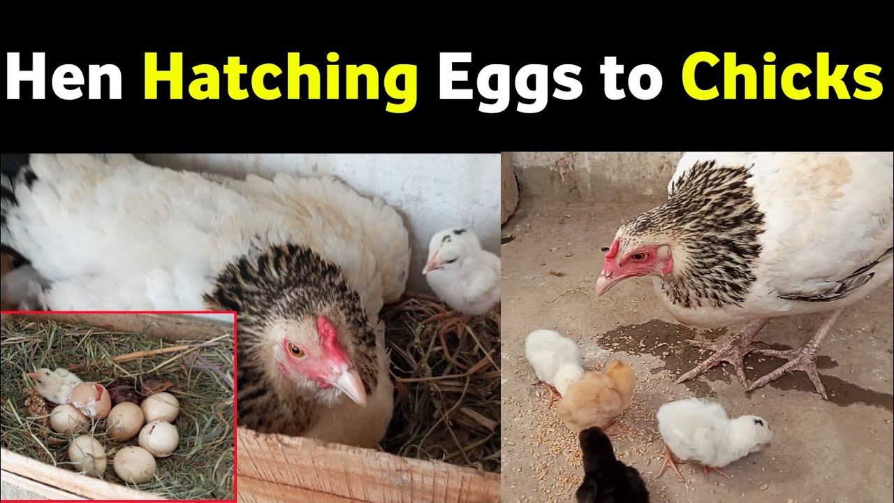 hen hatching eggs | hen hatching eggs 21 days | hen hatching eggs in ...