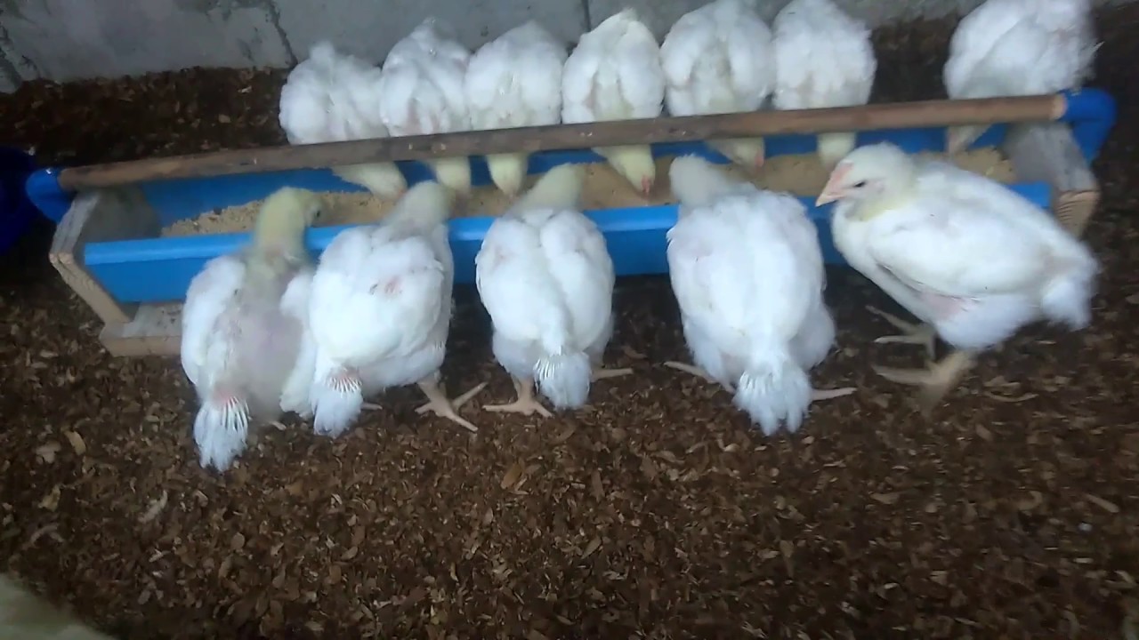 Day 22--- 45 Day broilers Cornish Cross, Meat chickens - YouTube
