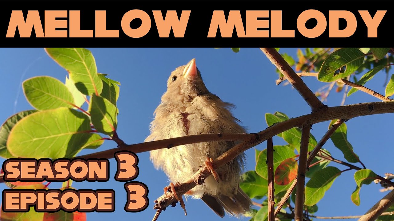 Chibi the sparrow - [76 days] "Mellow melodies" - YouTube