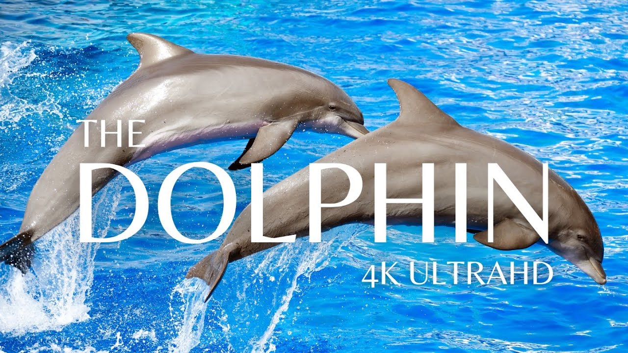 The Dolphin 4K UHD | Oceanic Relaxation Film with Calming Music - YouTube