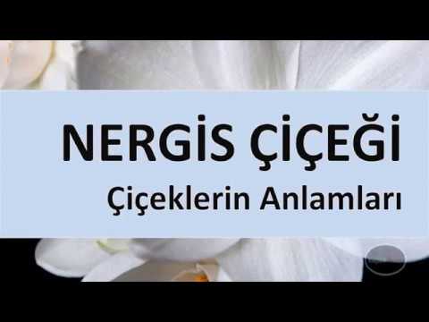 Çiçeklerin Anlamları NERGİS ÇİÇEĞİ