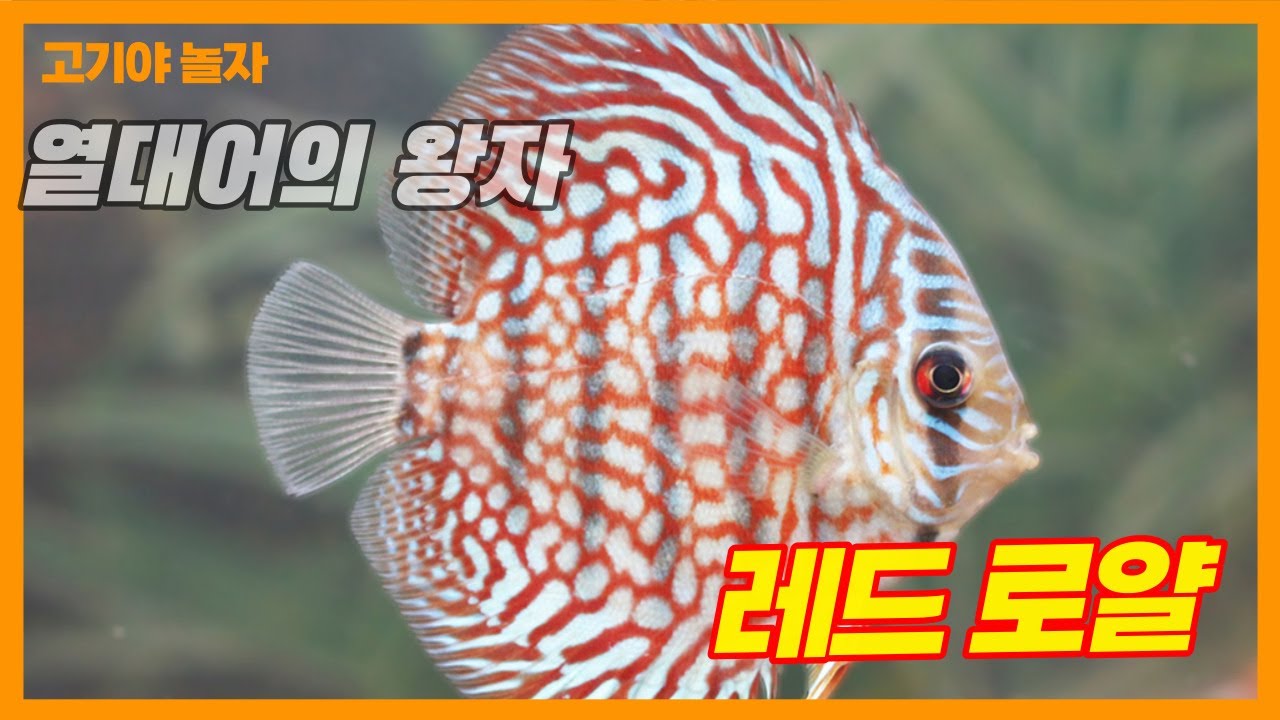 [디스커스] 로얄레드 소개영상 - 서진열대어-고기야놀자~[Discus] Royal Red Discus Introduction ...