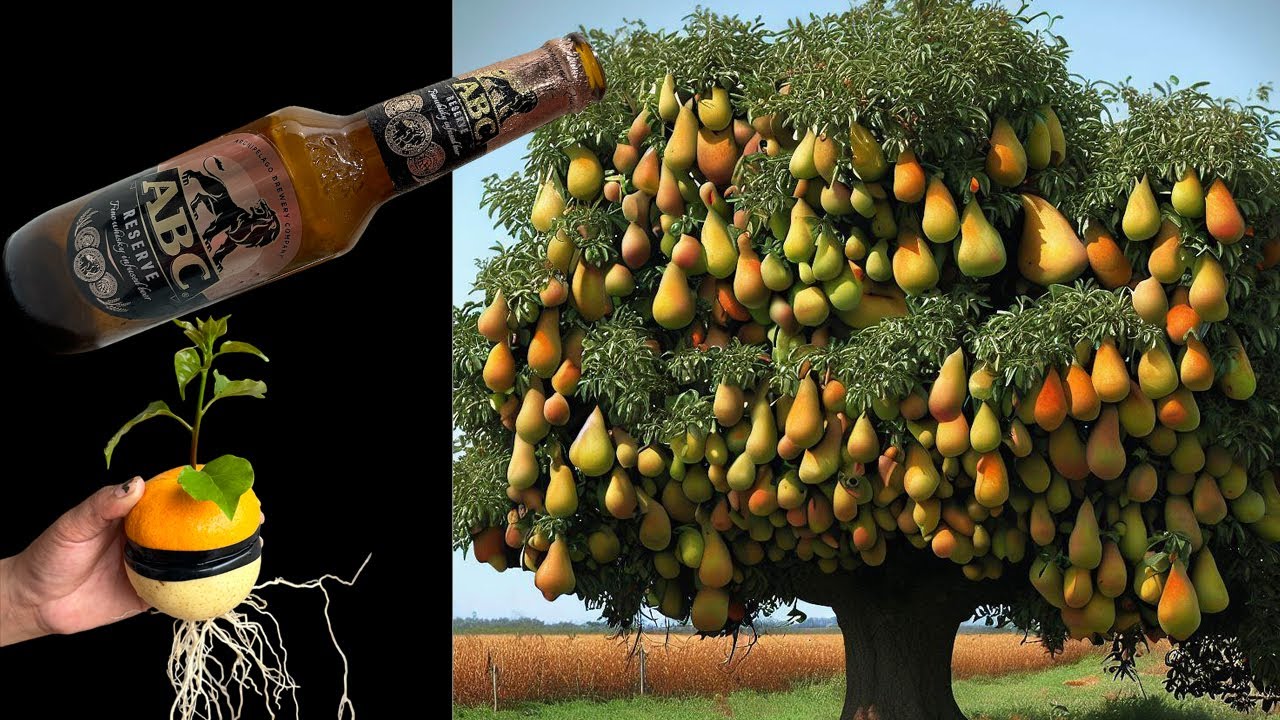 Amazing !! Growing Pear tree with Orenge Using Beer ABC It forms in a ...