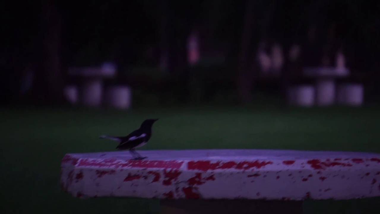 Common bird or Oriental Magpie Robin screaming (ចាប) - YouTube