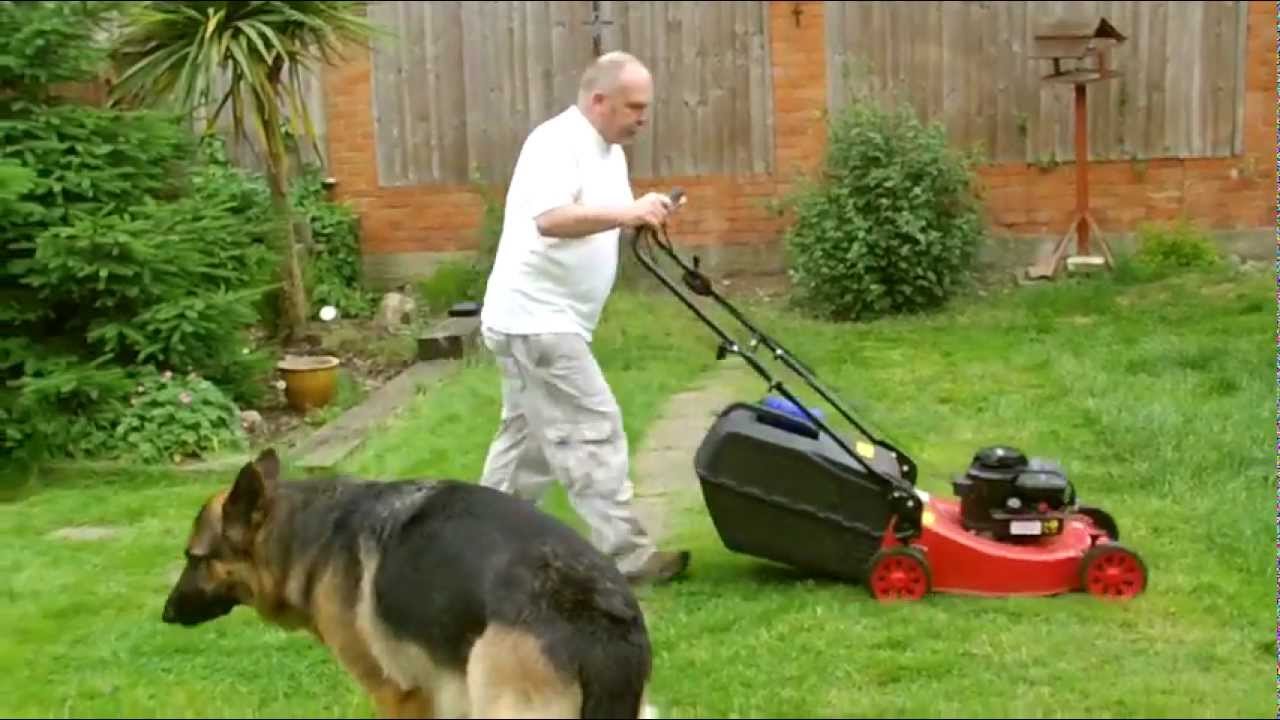 German Shepherd respects lawn mower - YouTube