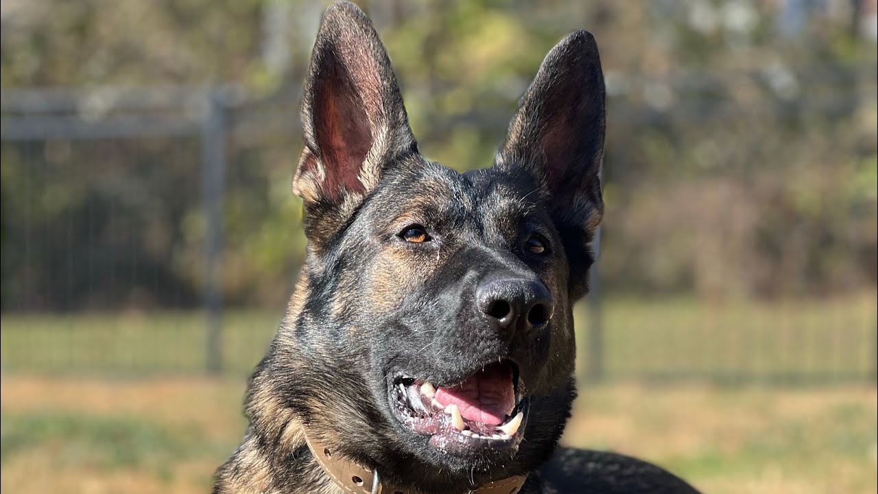 German Shepherd with NO food drive - YouTube
