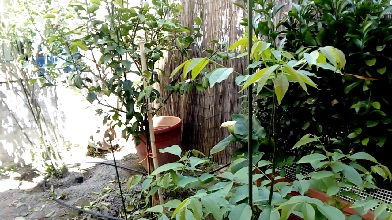Sony Xperia E5 Camera video sample 1080p (Garden 15.4.2017)