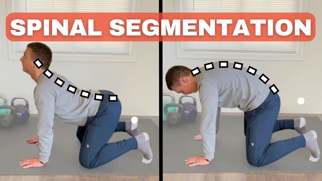 Spinal Segmentation — Learn how to move your spine - YouTube