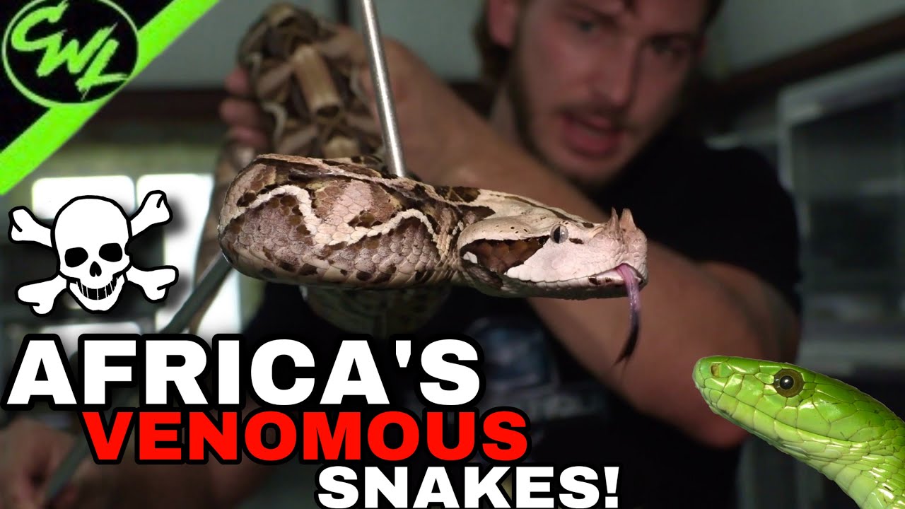 AFRICA’S VENOMOUS SNAKES!!! - YouTube