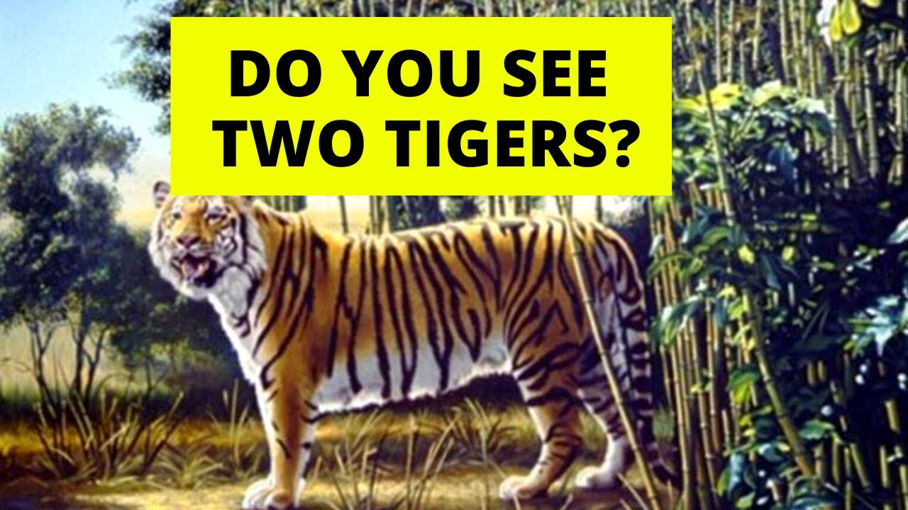 If you spot the second tiger in this optical illusion you’re in the top ...
