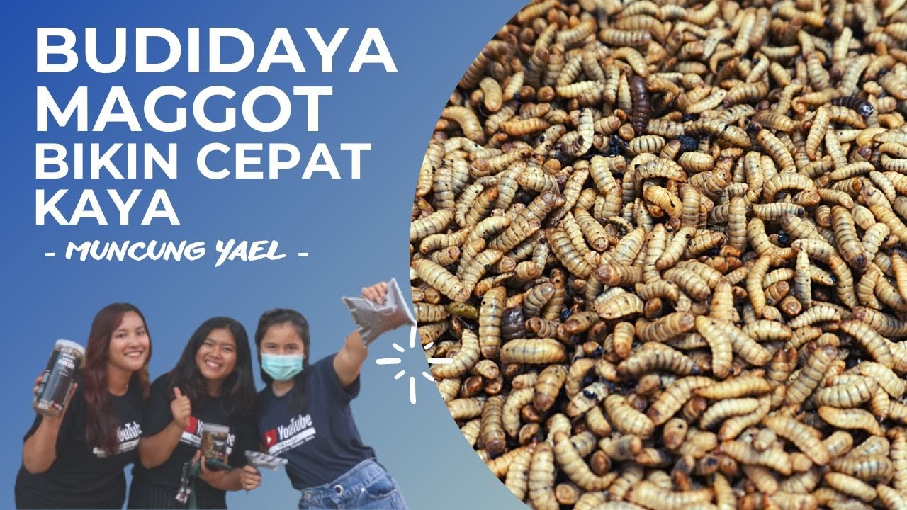 Budidaya Maggot di Pematangsiantar dan Potensi Keuntungannya (profit ...
