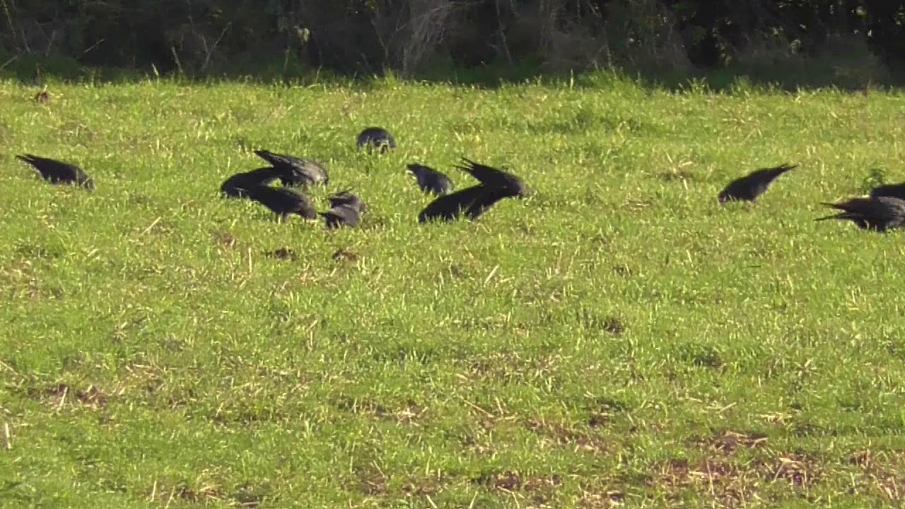 Flock of carrion crows (Corvus corone) - YouTube