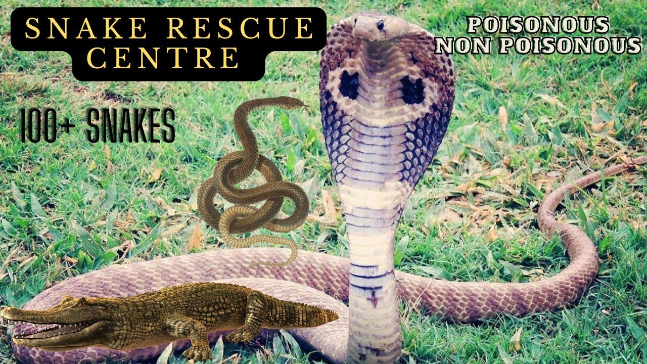 Kerala 🐍Snake rescue centre || wayand tour series 🔥#kingcobra #python # ...