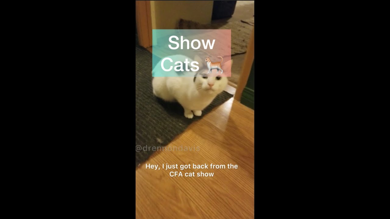😻 Show Cats 🐈 - YouTube