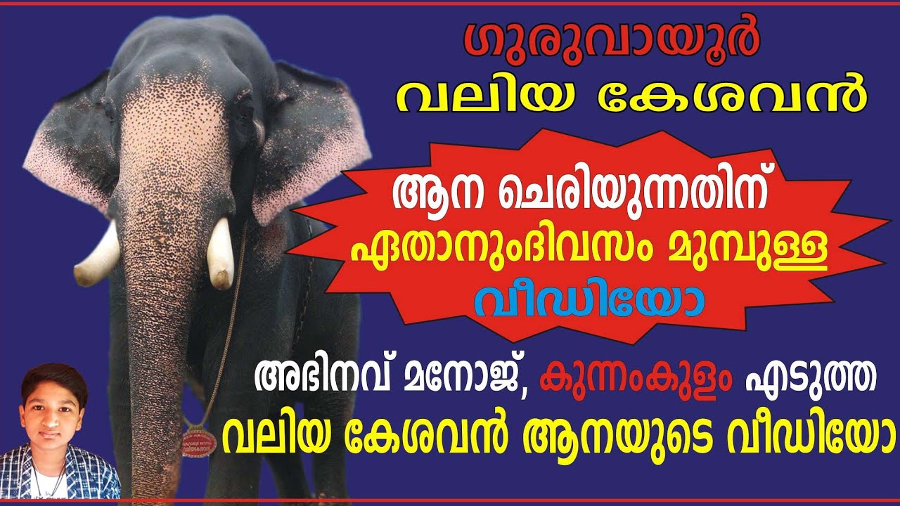 ഗുരുവായൂർ വലിയ കേശവൻ ആന, GURUVAYOOR VALIYA KESAVAN ELEPHANT... - YouTube