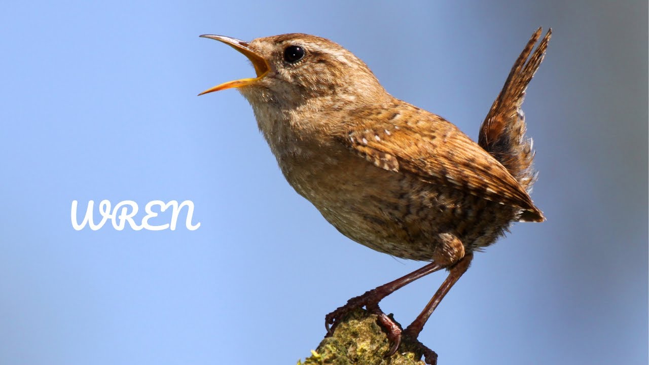 𝐌𝐞𝐬𝐦𝐞𝐫𝐢𝐳𝐢𝐧𝐠 𝐌𝐞𝐥𝐨𝐝𝐢𝐞𝐬: 𝐂𝐚𝐩𝐭𝐢𝐯𝐚𝐭𝐢𝐧𝐠 𝐖𝐫𝐞𝐧 𝐒𝐨𝐮𝐧𝐝𝐬 𝐭𝐡𝐚𝐭 𝐖𝐢𝐥𝐥 𝐒𝐢𝐦𝐩𝐥𝐲 𝐘𝐨𝐮𝐫 ...