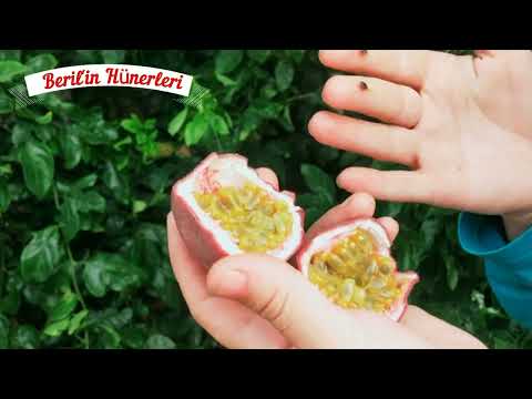 TREND MEYVE KİLOSU 100 TL, PASİFLORA YETİŞTİRİCİLİĞİ, ÇARKIFELEK MEYVESİ NASIL YETİŞTİRİLİR