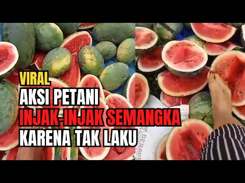 Viral Aksi Petani Injak-Injak Semangka karena Tak Laku |Farmers Trample Watermelon Action |तरबूज |