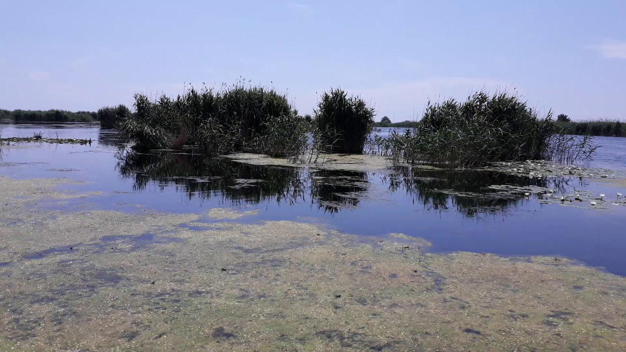 Plimbare prin delta dunarii - YouTube