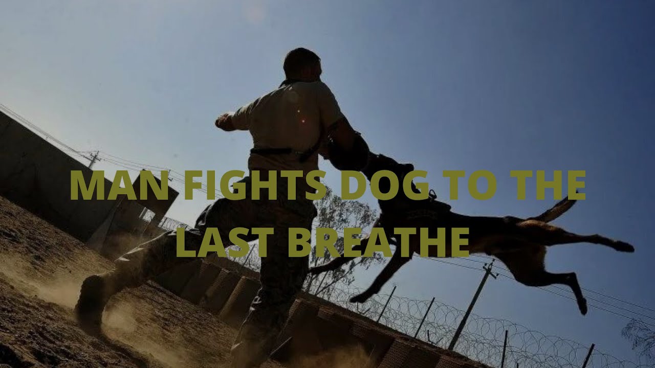 Watch| Tough Dogs attack and kill suspected house robber after he ...