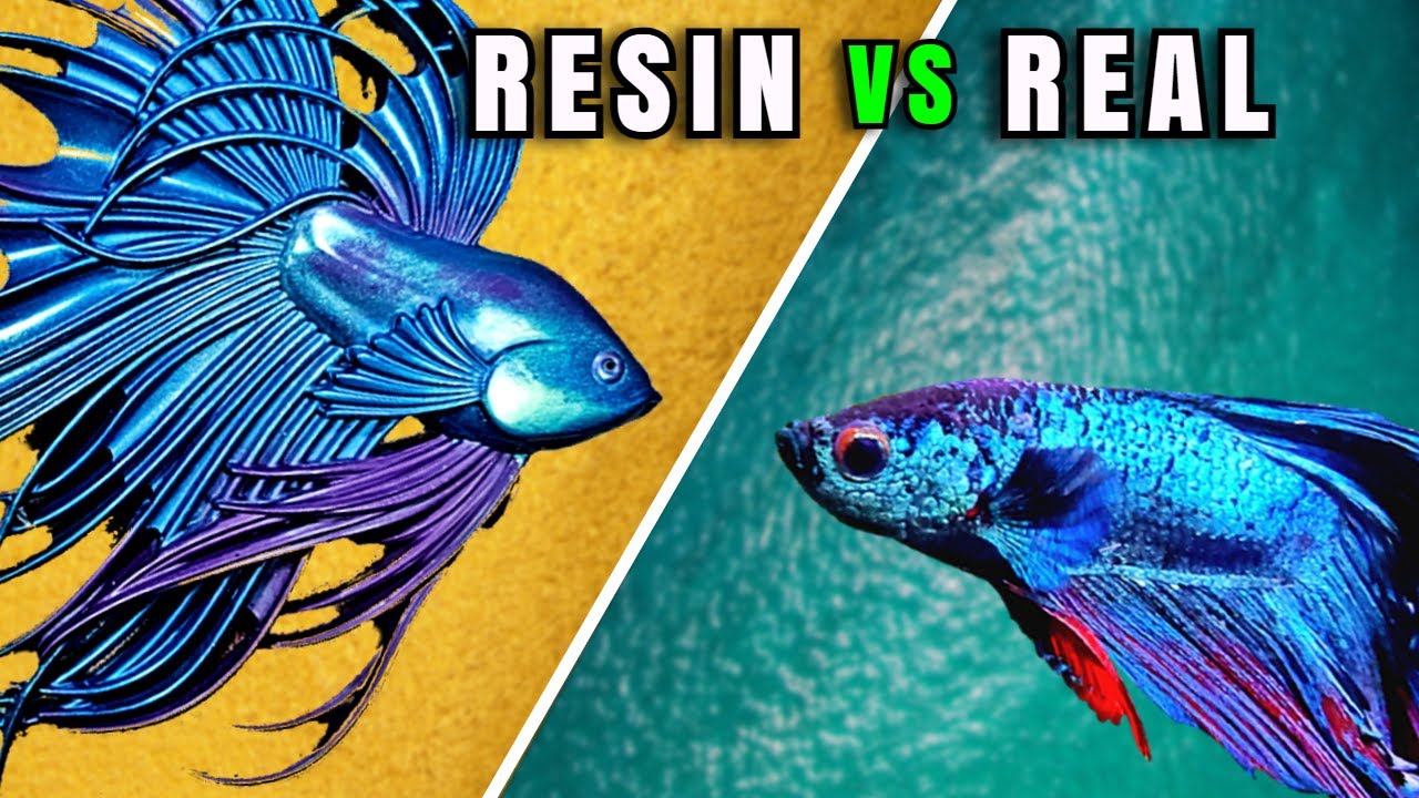 Resin Betta Fish Wall Decor - YouTube