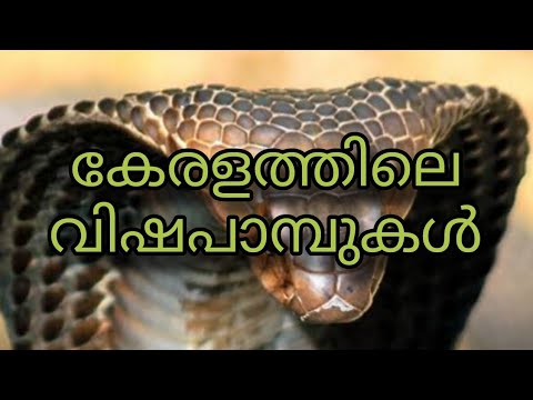 snakes in kerala/ snakes màlayalam - YouTube
