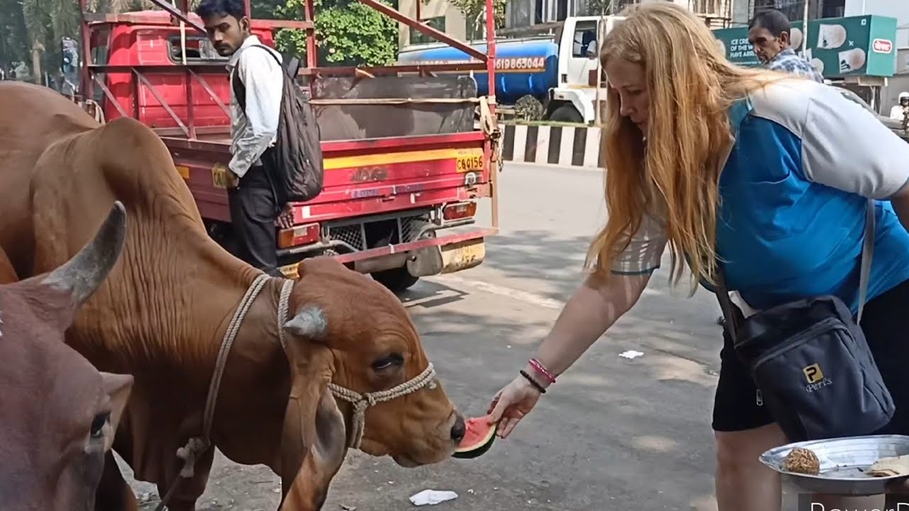 Feeding Holy Cows in Mumbai with Refreshing Watermelons | Heartwarming ...