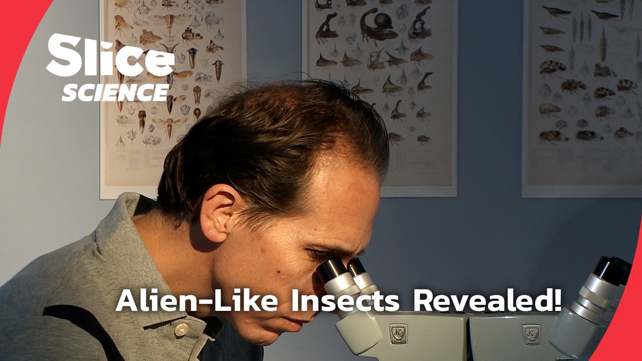 Treehoppers: The Alien Insects of the Rainforest | SLICE SCIENCE | FULL ...