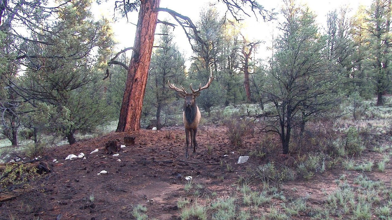 Big Busted Bull Elk Screaming in to 6 Steps; "Big Busted" Teaser from ...