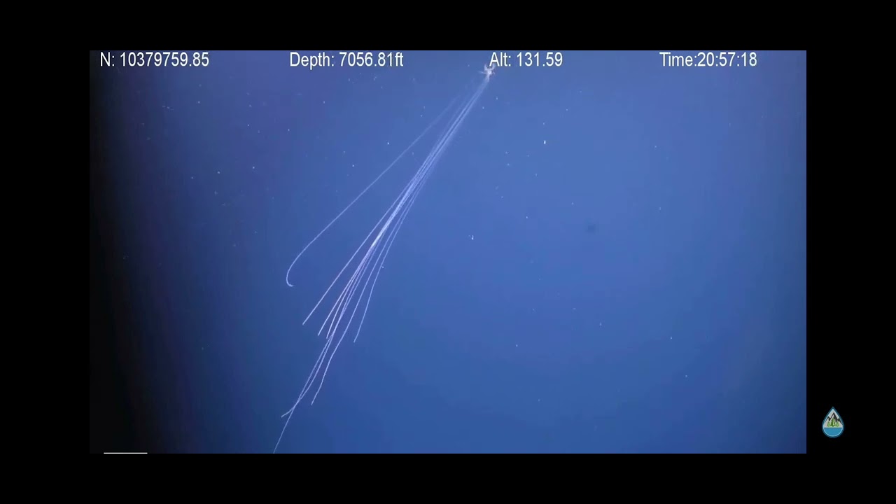 Magnapinna Squid Tribute - YouTube