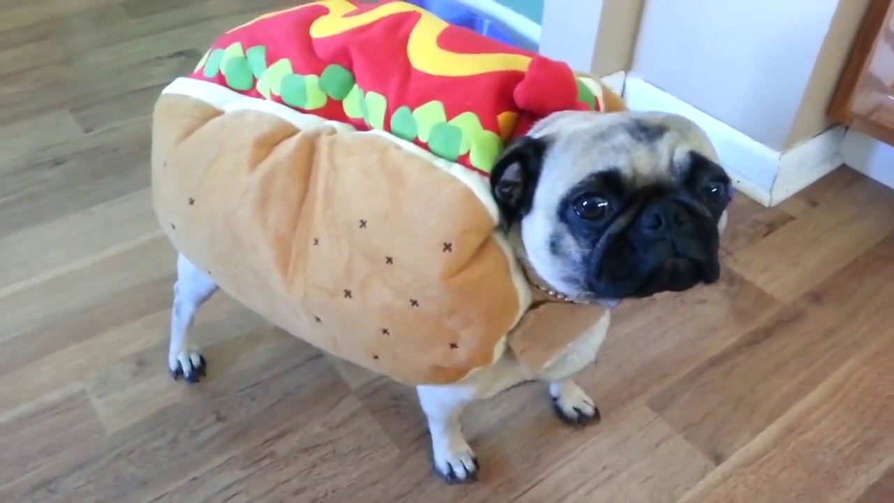 Ultimate Animal Reactions & Bloopers of May 2018 Funny Pet Videos - YouTube