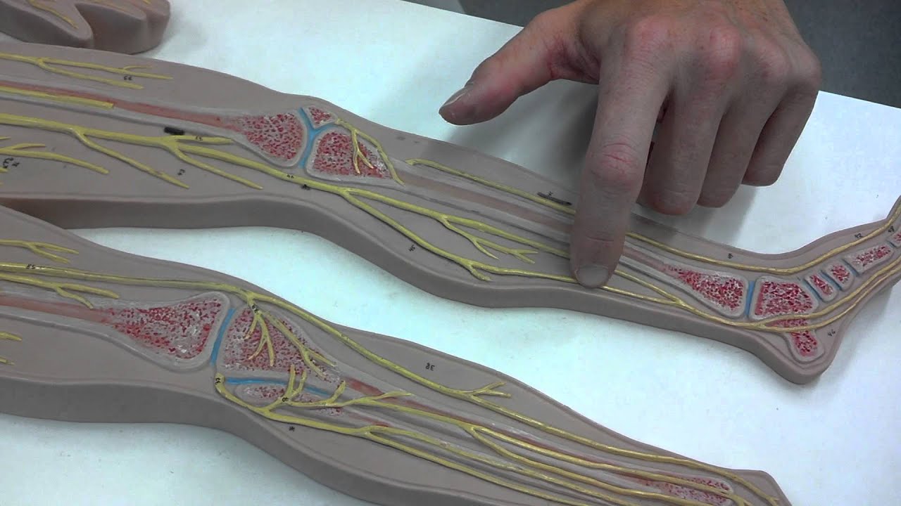 Nerve board - YouTube