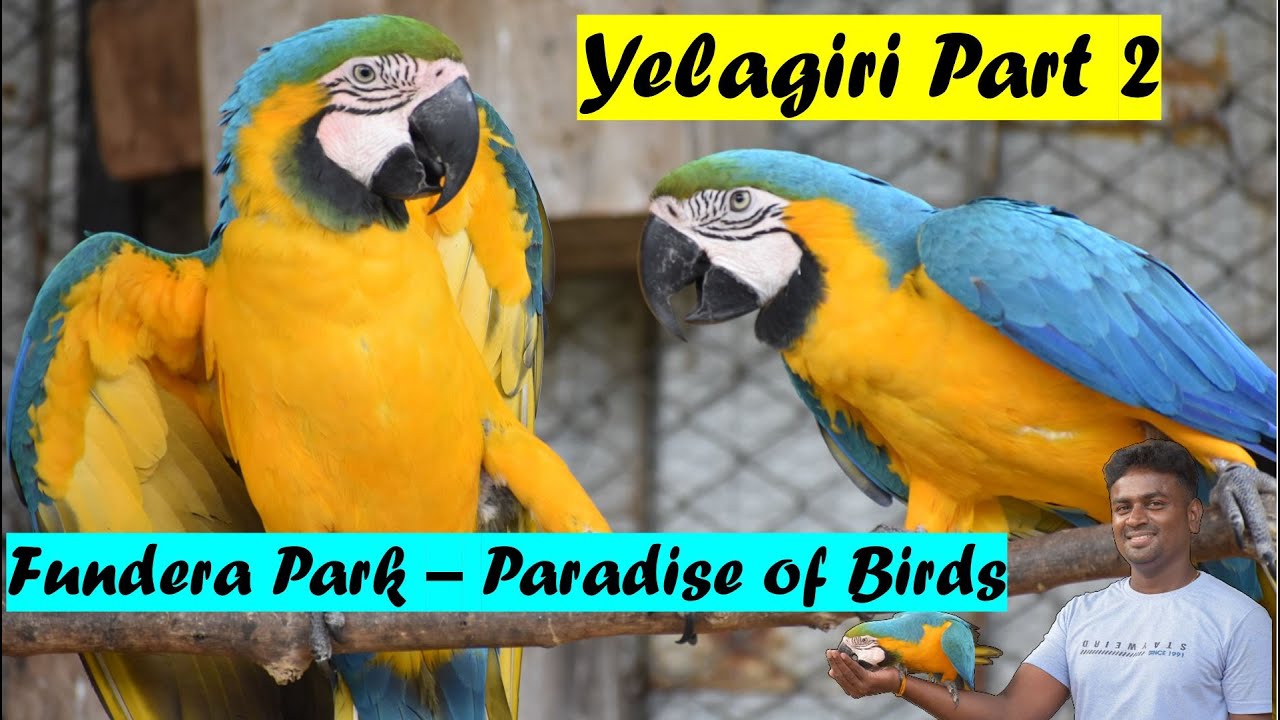 Yelagiri Part2 | Fundera Park | Open Aviary of Exotic birds | Paradise ...