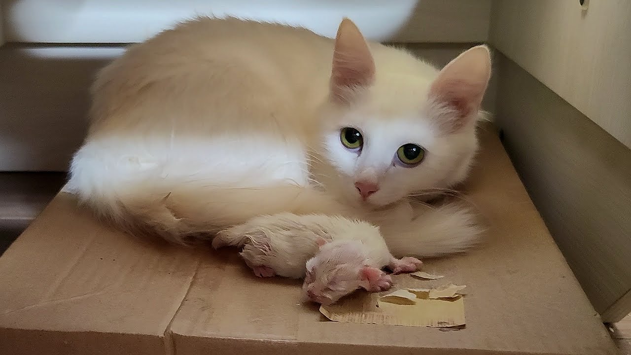 The mother cat gave birth to a kitten. First day of a newborn kitten ...