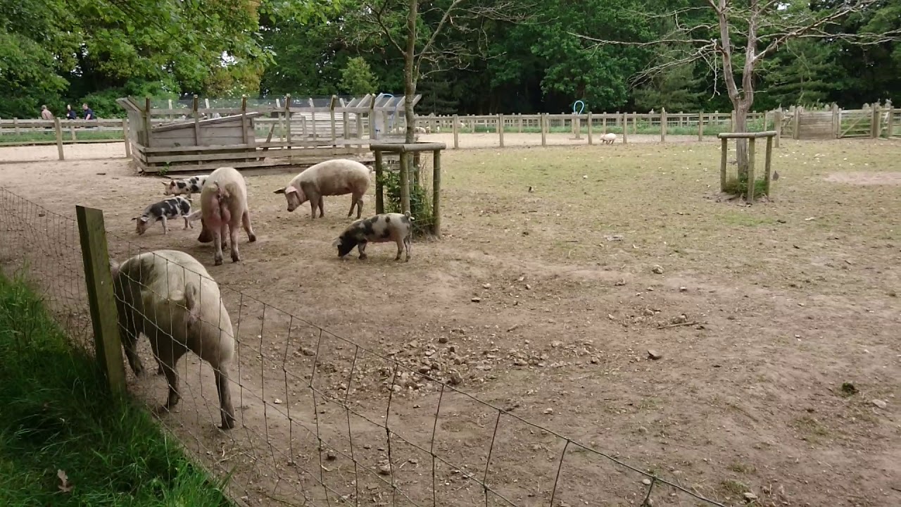 Quarr Abbey, Benedictine Monastery, isle of wight - YouTube
