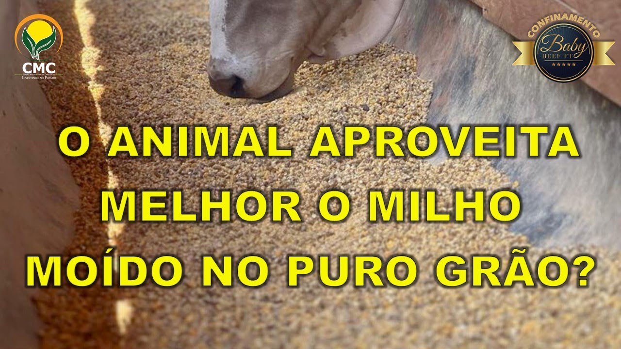 O ANIMAL APROVEITA MELHOR O MILHO MOÍDO NO PURO GRÃO? - YouTube
