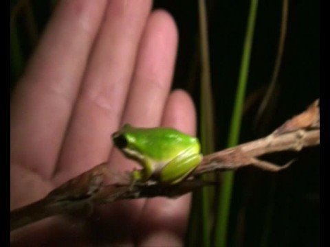 Frogs of Mt Glorious - YouTube