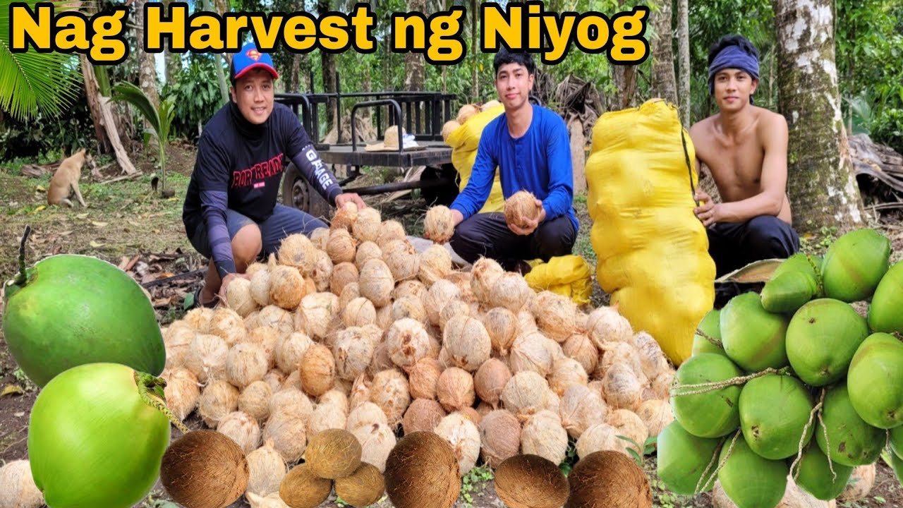 EP 552 Asia Coconut Farming Harvest..PAANO MAG HARVEST NG NIYOG - YouTube