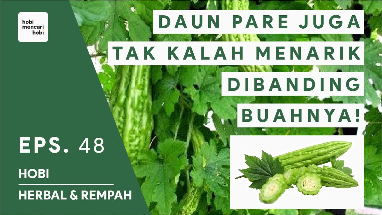 MANFAAT DAUN PARE UNTUK KESEHATAN - HERBAL REMPAH INDONESIA #48 - YouTube