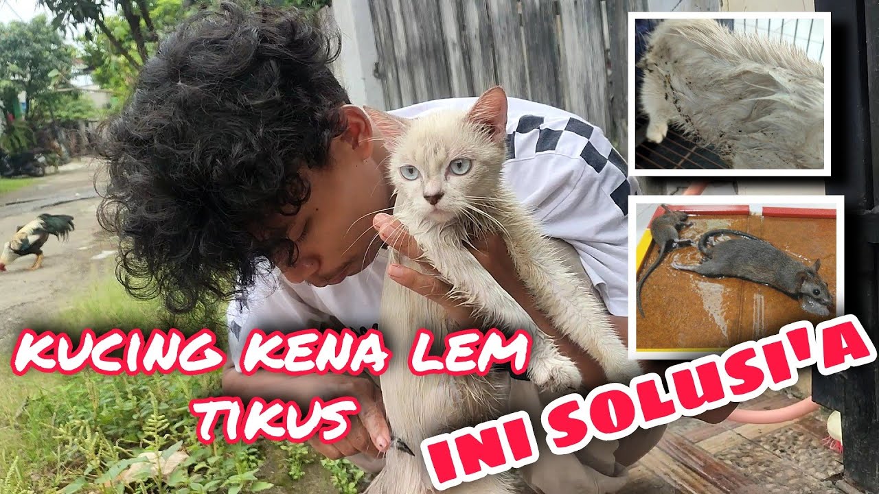 CARA mengatasi kucing yang terkena lem tikus - YouTube