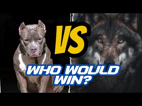 PitBull vs. Wolf - The Bite Force Showdown! - YouTube