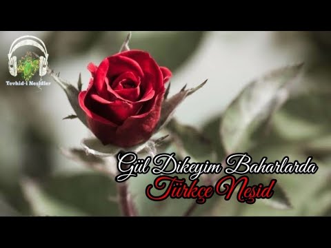 Gül Dikeyim Baharlarda || Mutlaka Dinleyin || Yeni Neşid 2020 || Abdullah Özçelik