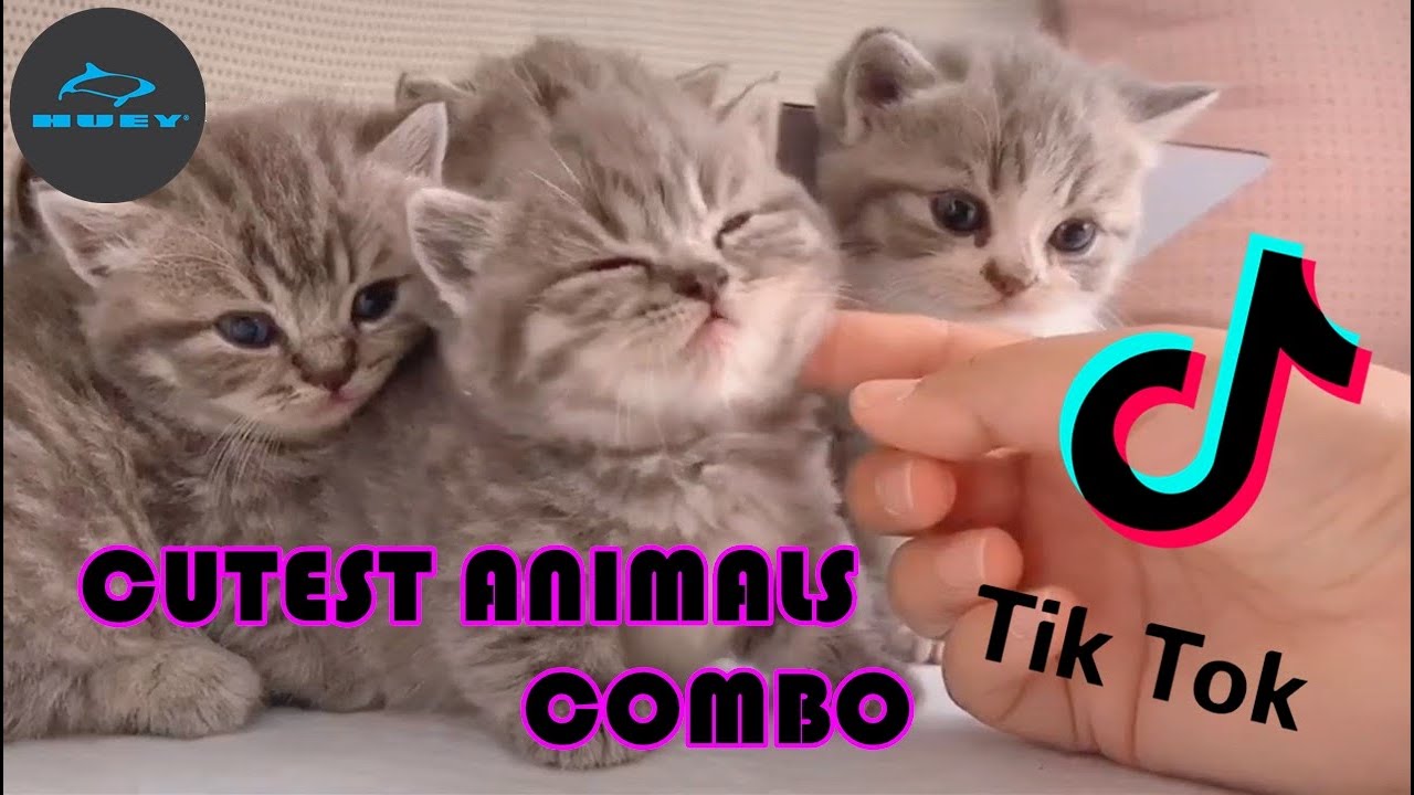 Tik Tok 🥰 Cutest Animals - Super Cute Kitten Baby Dog Ducky Hamster ...