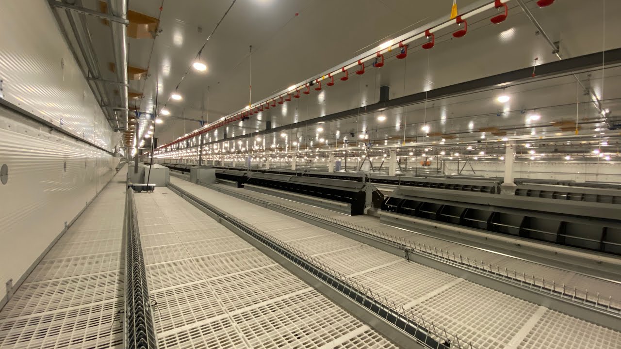 CP project, broiler breeder farm - YouTube