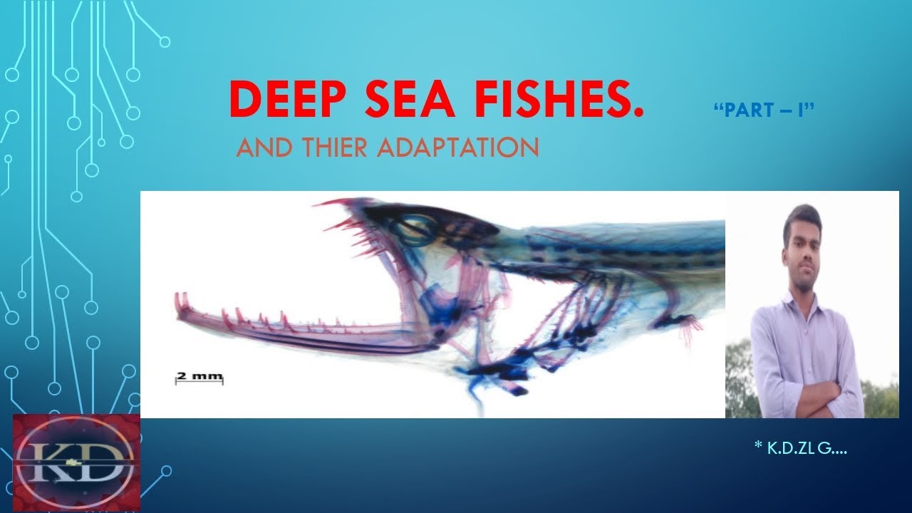 Deep sea fish ## deep sea fish and their adaptation.. - YouTube