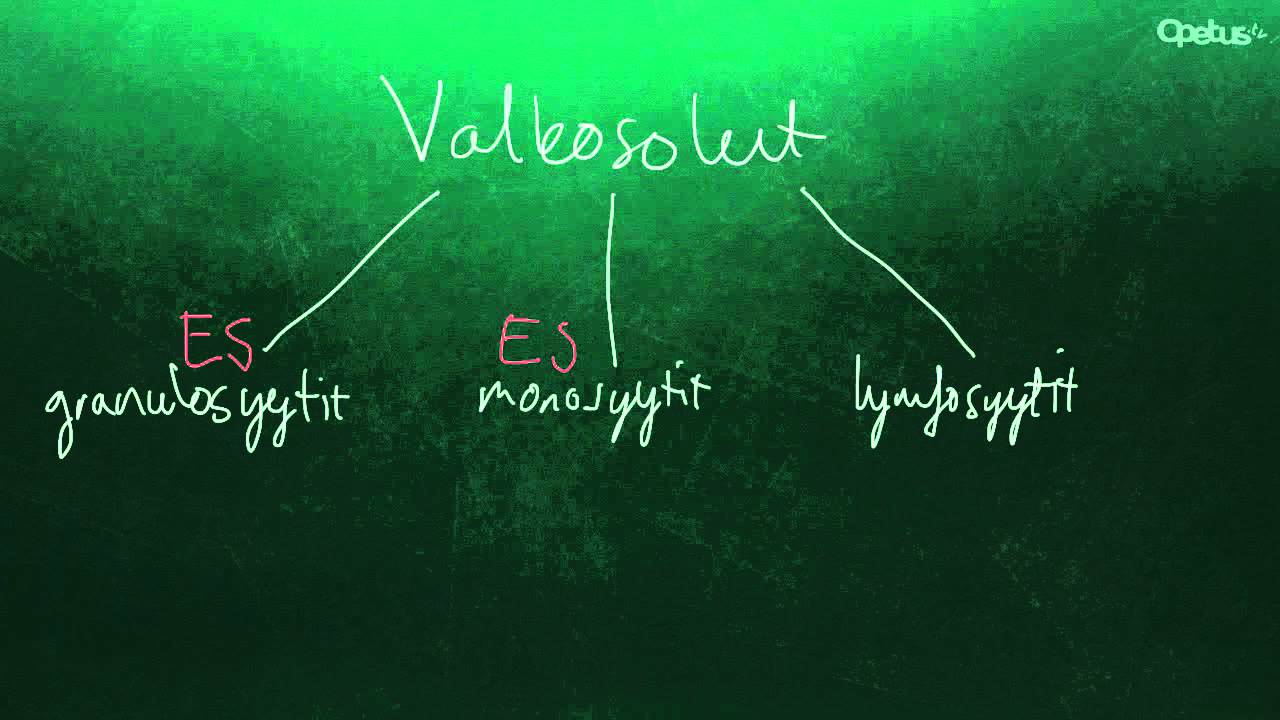 Valkosolut yleisesti - YouTube